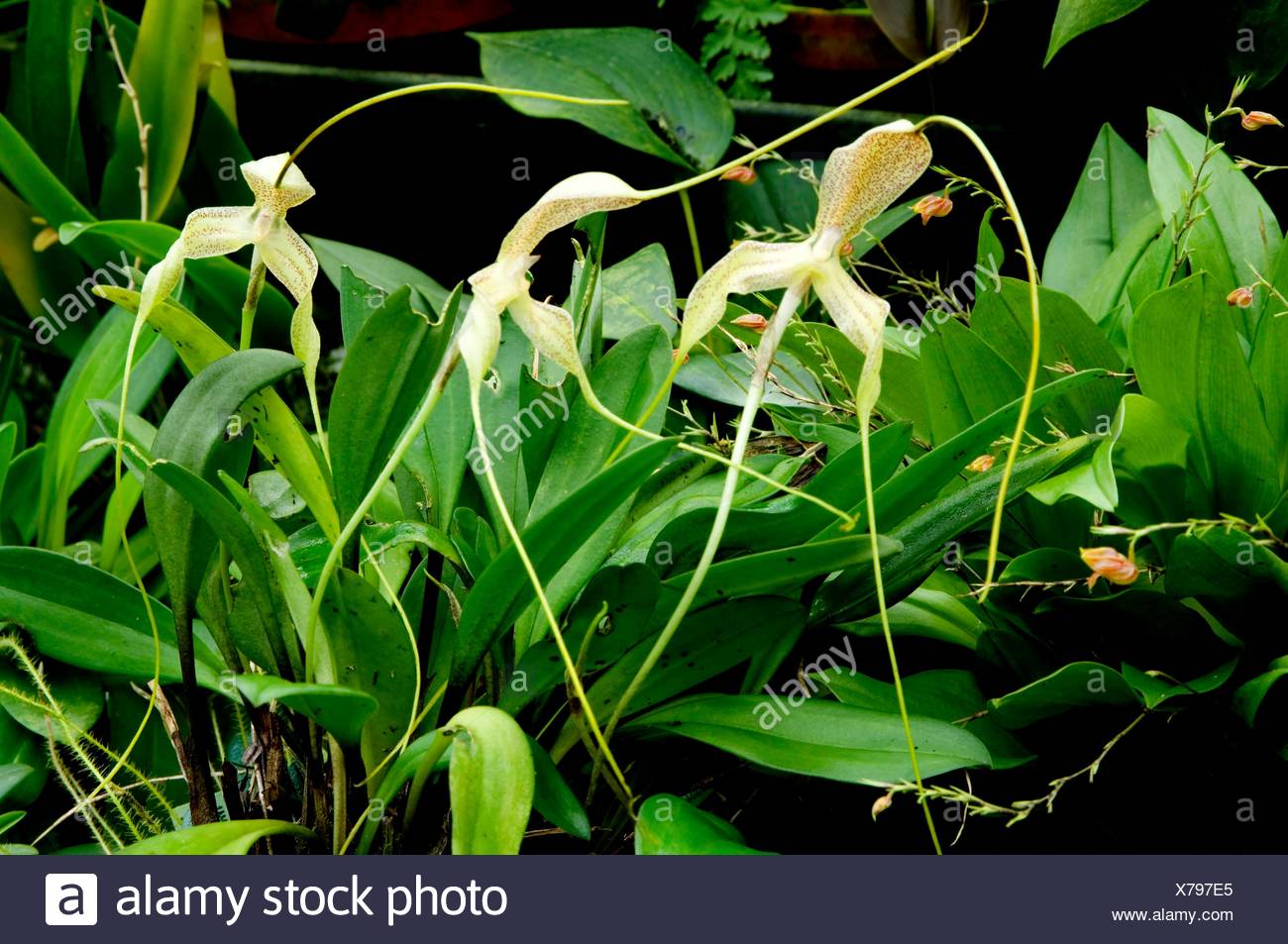 Masdevallia High Resolution Stock Photography and Images - Alamy