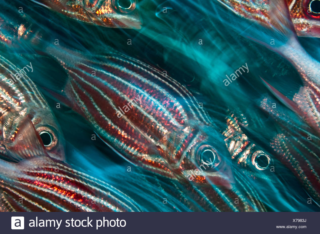 Crown Fish High Resolution Stock Photography and Images - Alamy