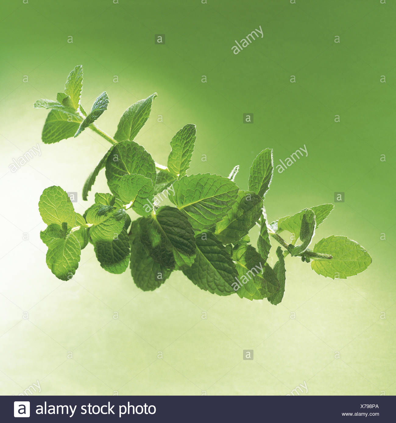 Mentha Rotundifolia High Resolution Stock Photography and Images - Alamy