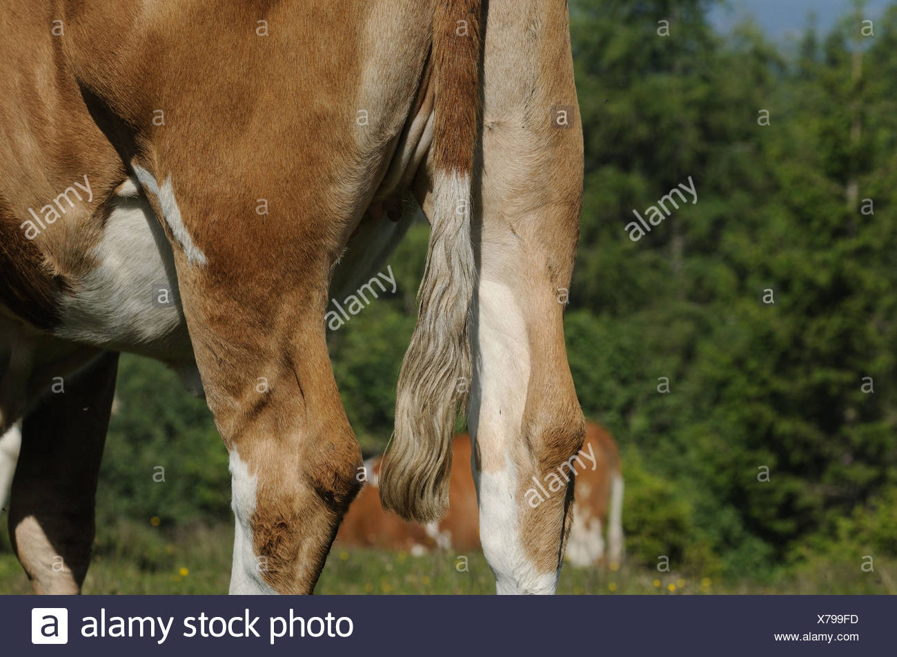 Tail Cattle High Resolution Stock Photography and Images - Alamy