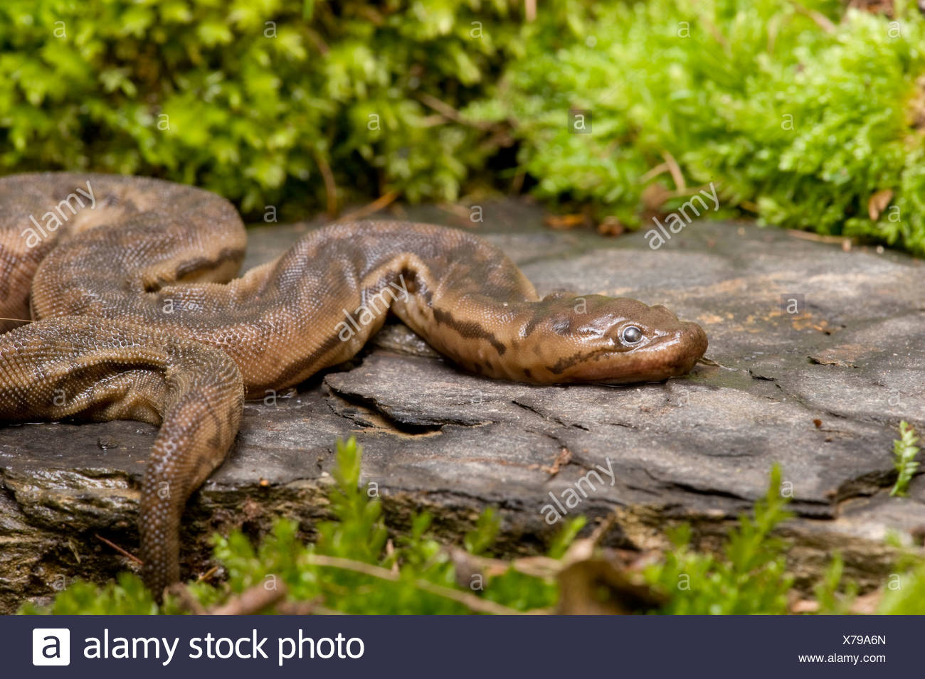 Elephant Trunk Snake Stock Photos & Elephant Trunk Snake Stock Images ...