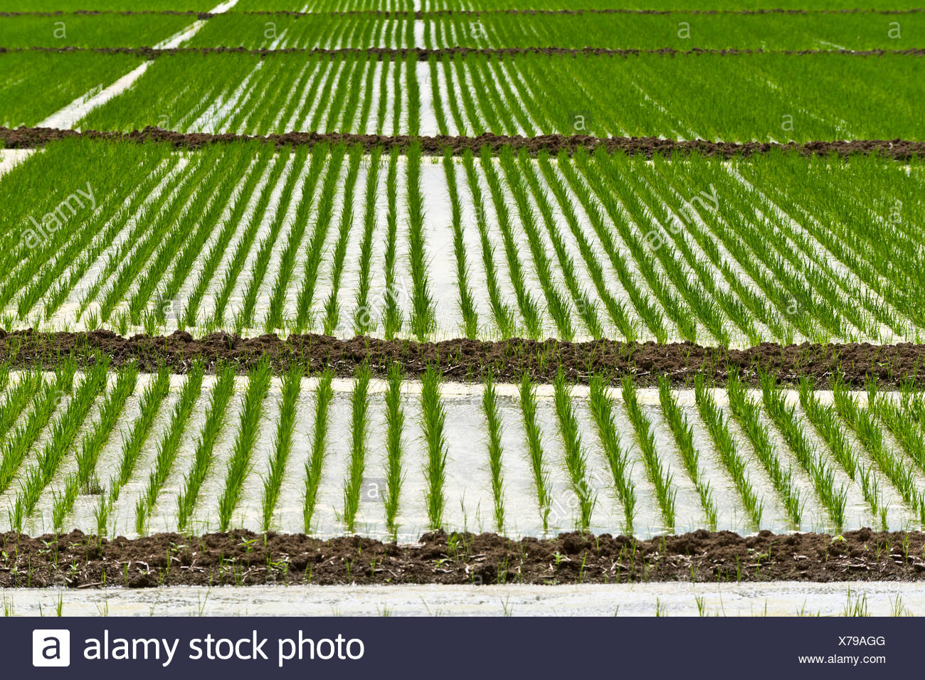 Grass Seedlings High Resolution Stock Photography and Images - Alamy