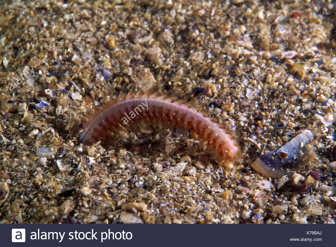 Nephtys High Resolution Stock Photography and Images - Alamy