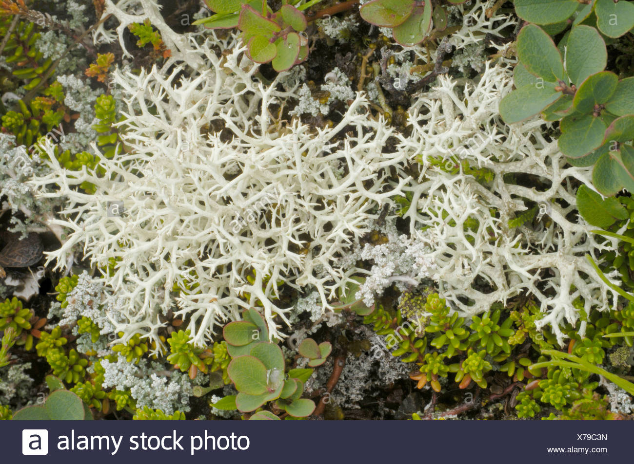 Lichen Islandicus High Resolution Stock Photography and Images - Alamy