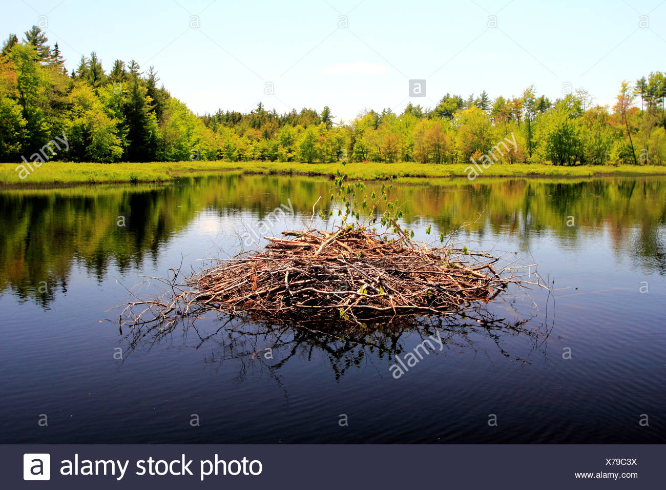 Beaver Nest High Resolution Stock Photography and Images - Alamy