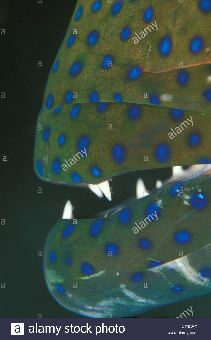 Grouper Fish Teeth Stock Photos & Grouper Fish Teeth Stock Images - Alamy