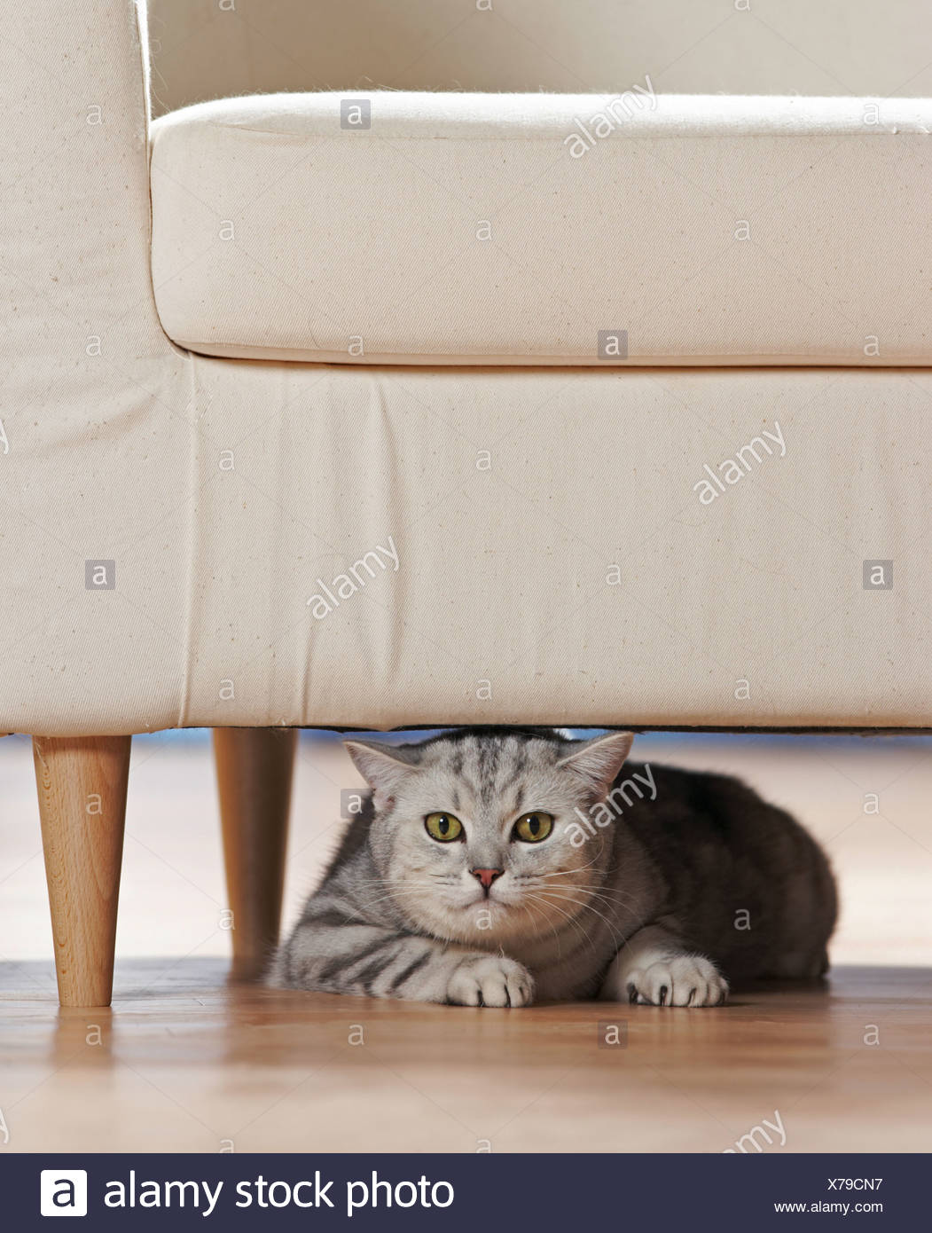 British Shorthair Cat Hiding High Resolution Stock Photography and ...