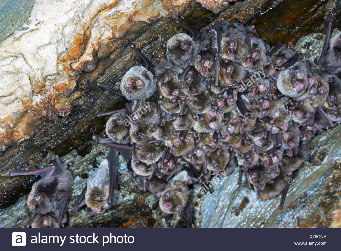 Common Bent Wing Bats High Resolution Stock Photography and Images - Alamy