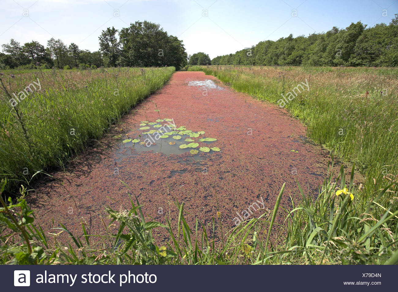 Kroos High Resolution Stock Photography and Images - Alamy