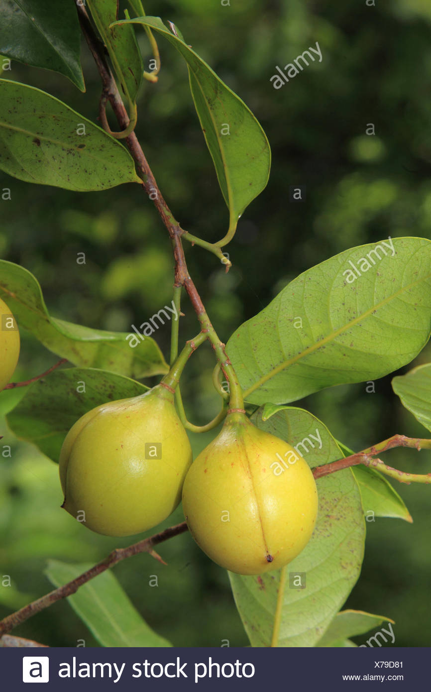 Mace Myristica Fragrans High Resolution Stock Photography and Images ...