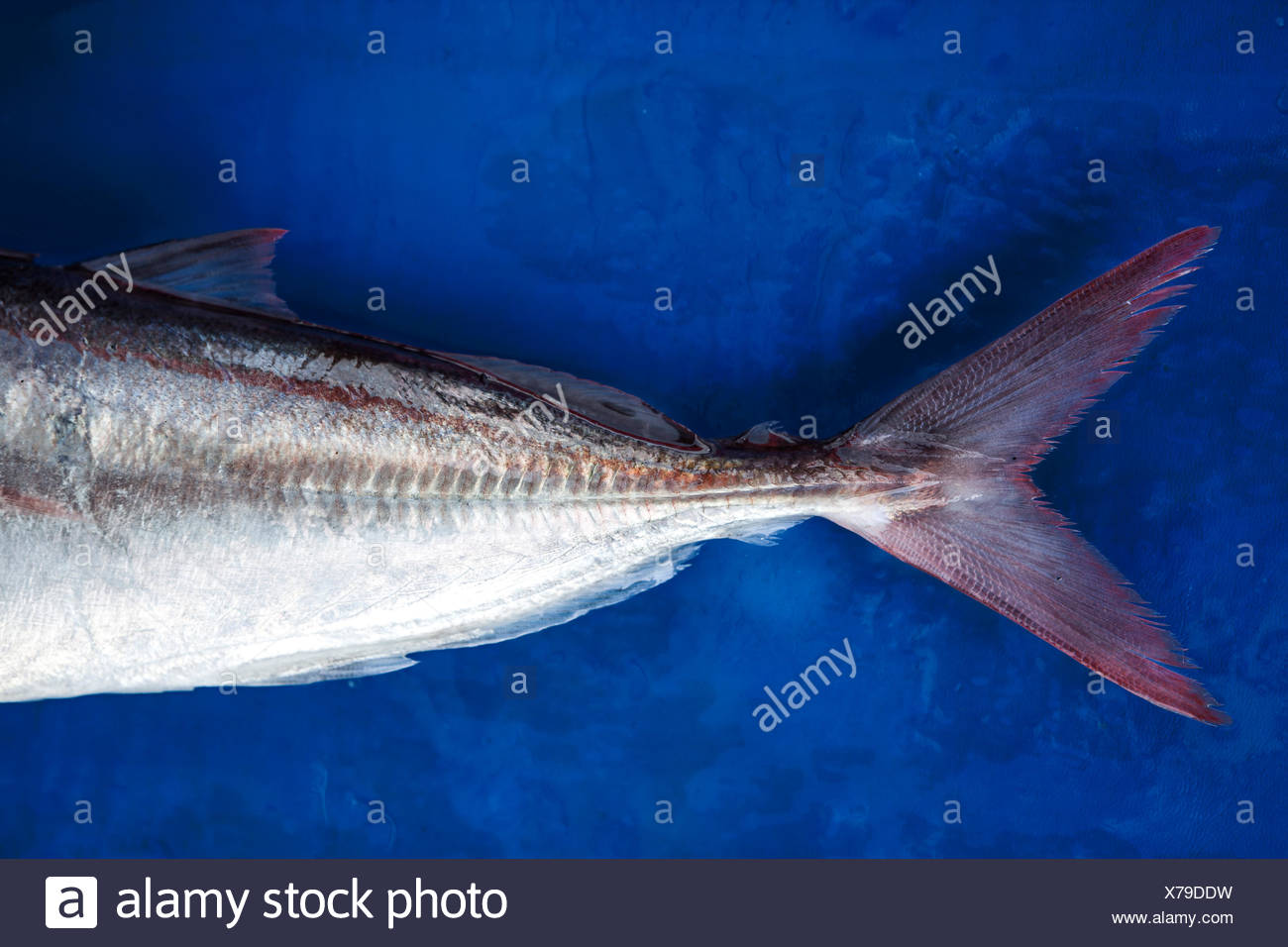 Tuna Tail High Resolution Stock Photography and Images - Alamy
