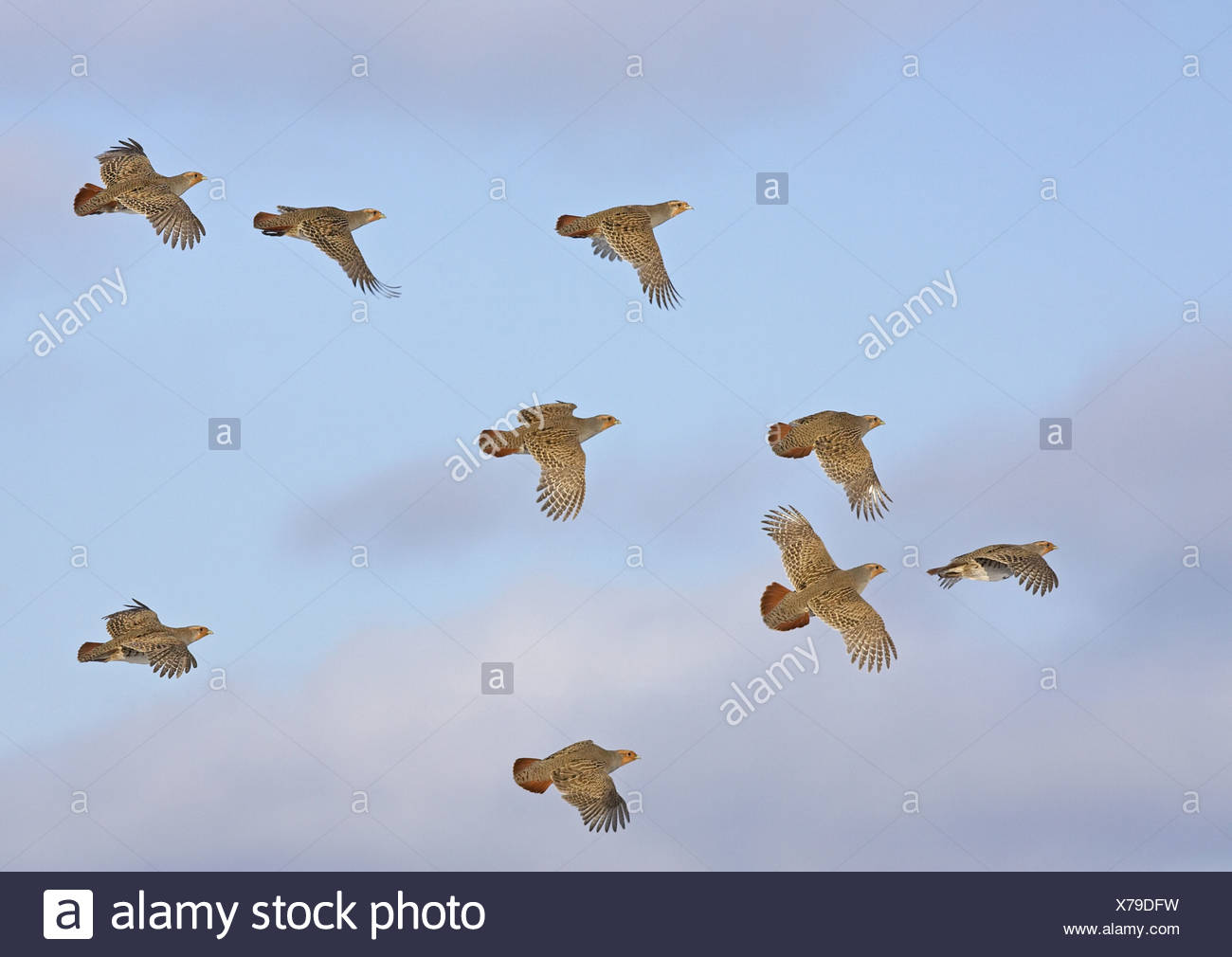 Flying Partridge Stock Photos & Flying Partridge Stock Images - Alamy