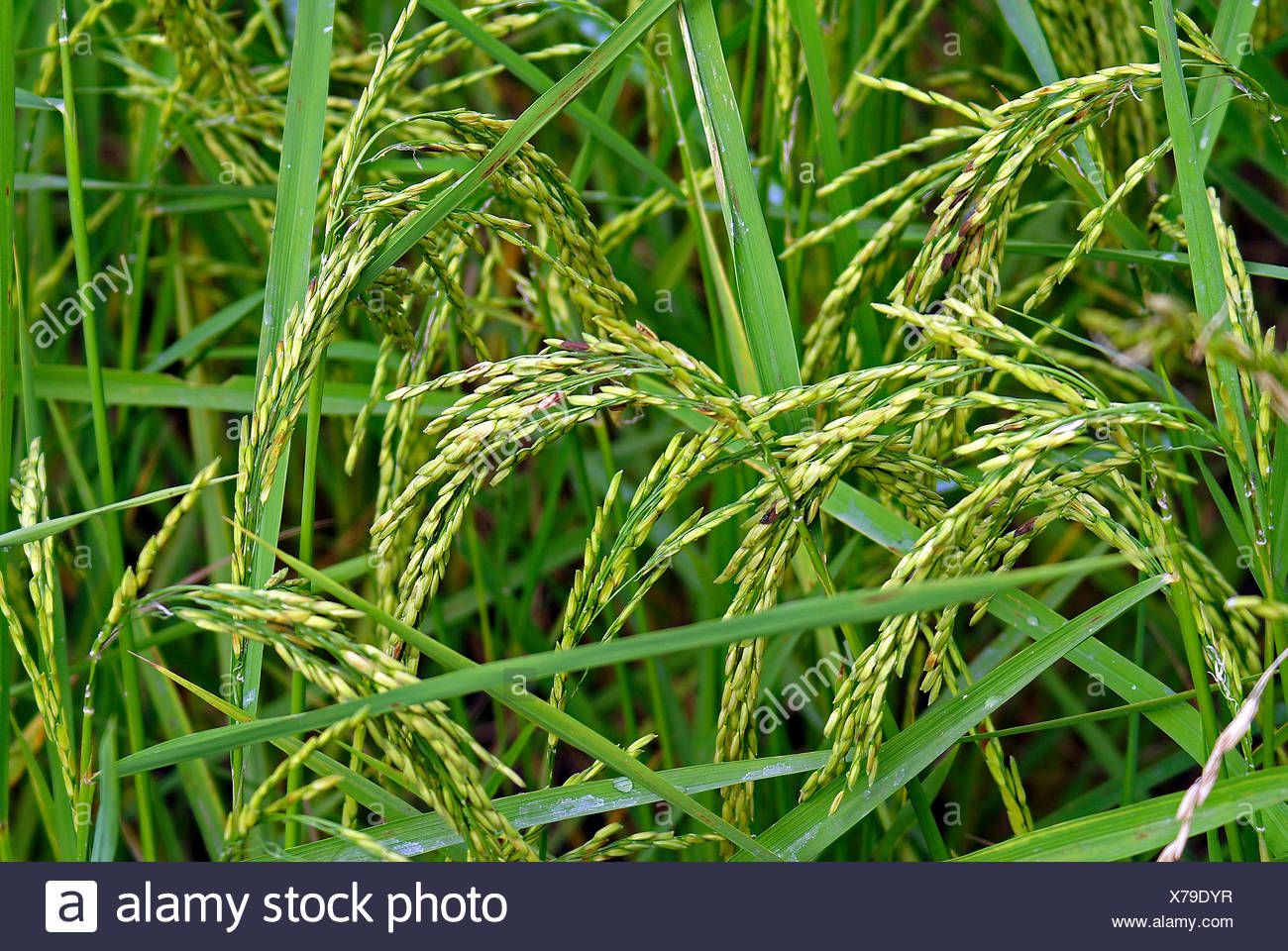 Asian Rice Plant Oryza Sativa High Resolution Stock Photography and ...