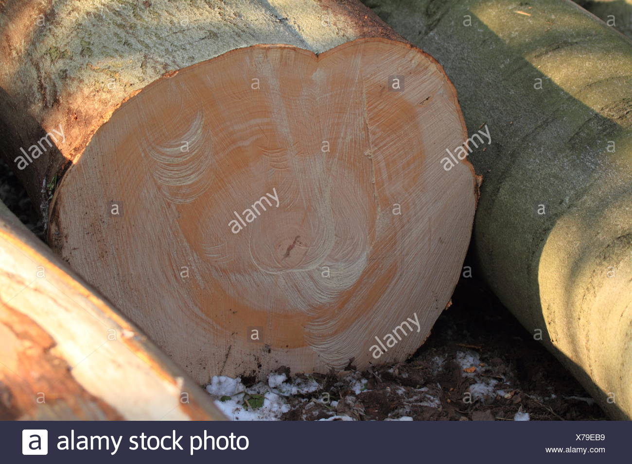 Beech Wood Beechwood High Resolution Stock Photography and Images - Alamy
