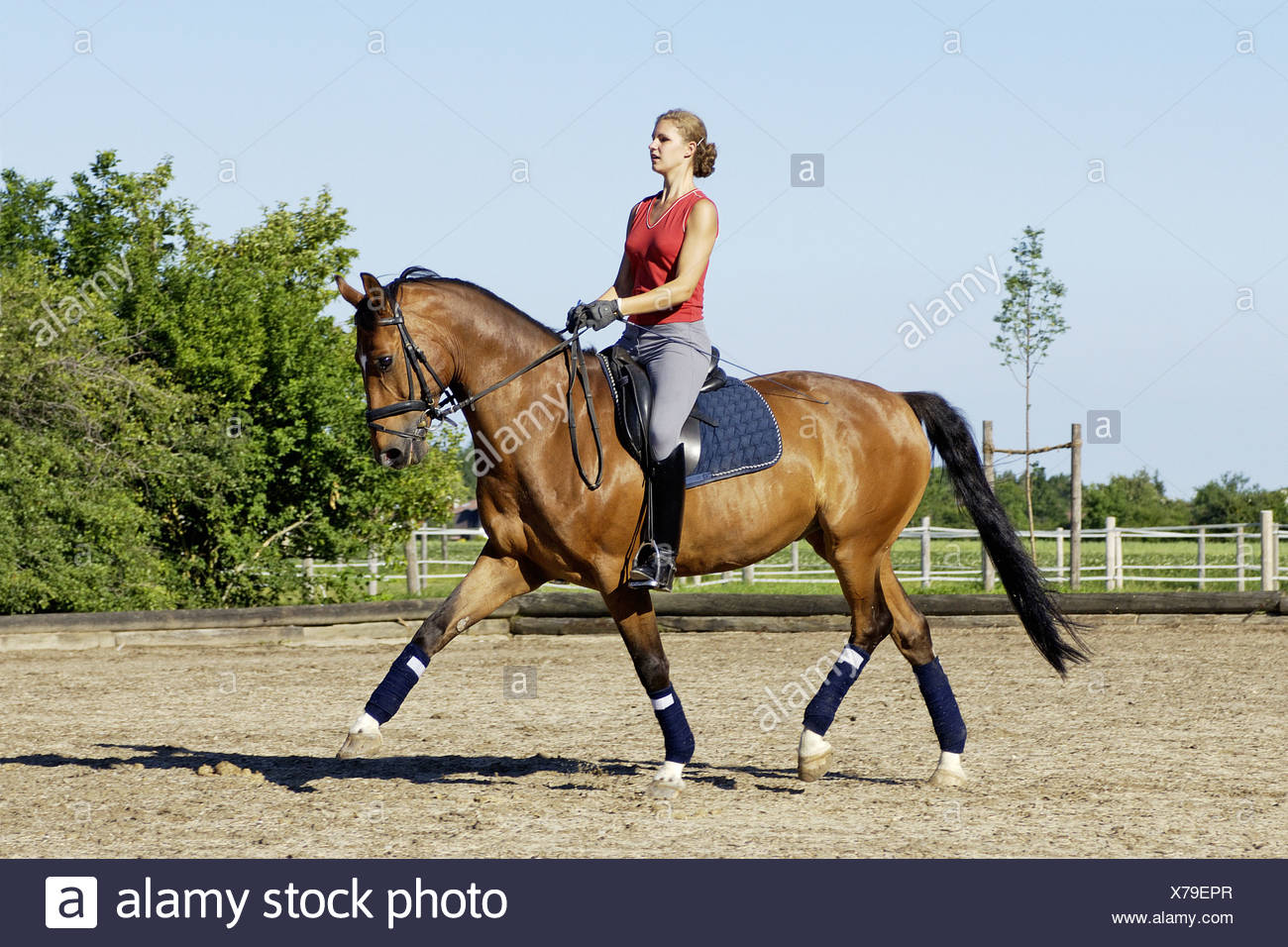 Female Dressage Rider High Resolution Stock Photography and Images - Alamy