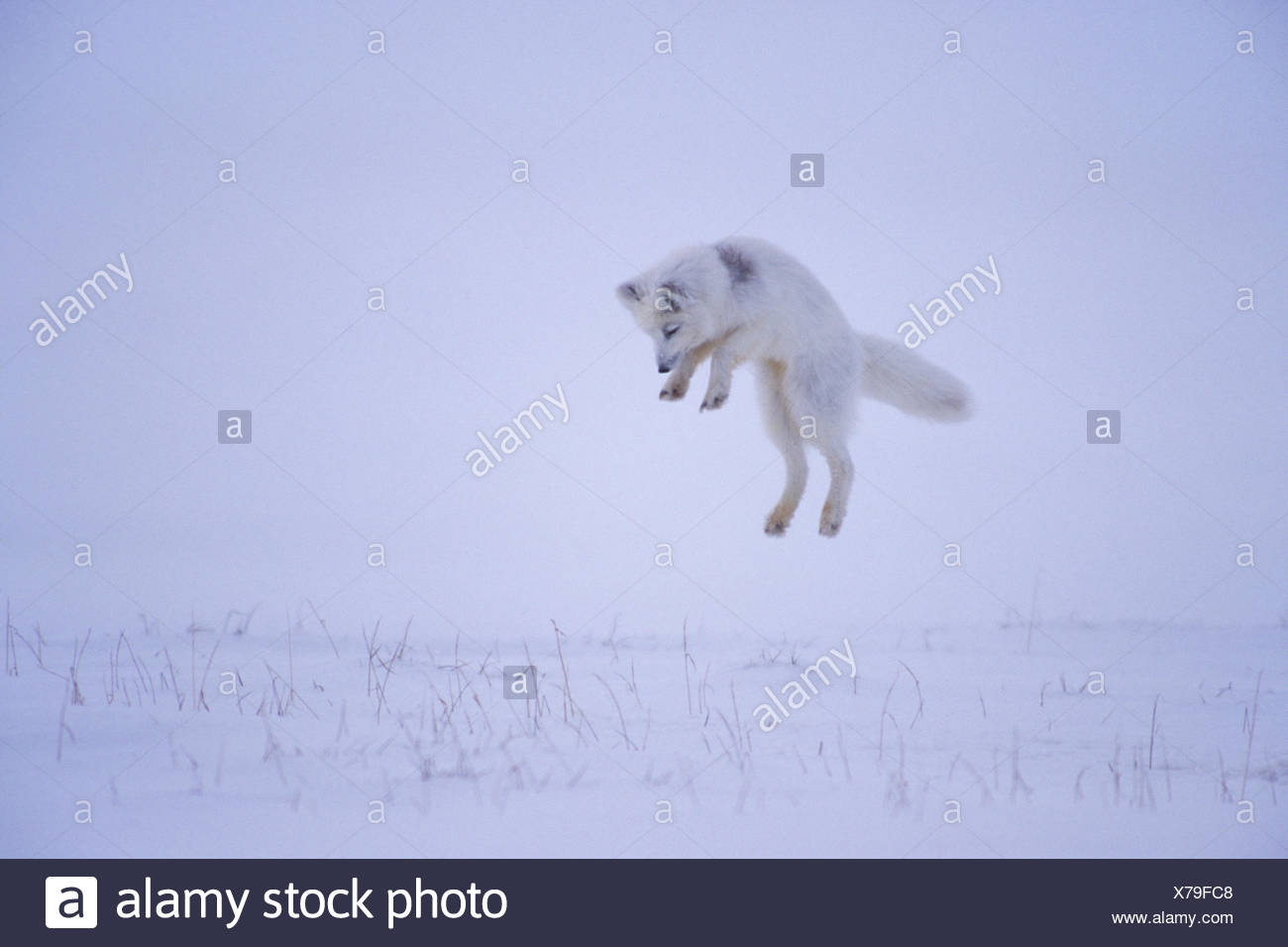 Arctic Fox Jumping High Resolution Stock Photography and Images - Alamy