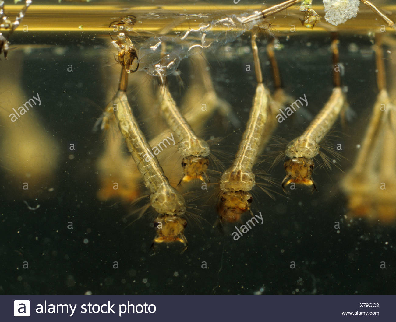 Mosquito Larvae High Resolution Stock Photography and Images - Alamy