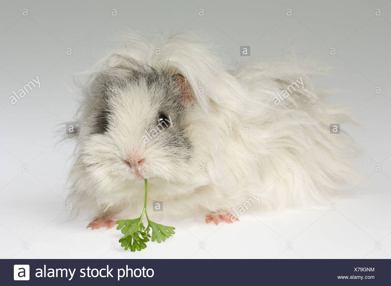 Lunkarya Guinea Pig Stock Photos & Lunkarya Guinea Pig Stock Images - Alamy