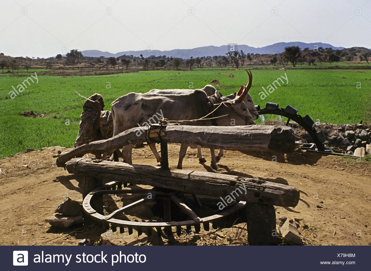 Working Bulls High Resolution Stock Photography and Images - Alamy
