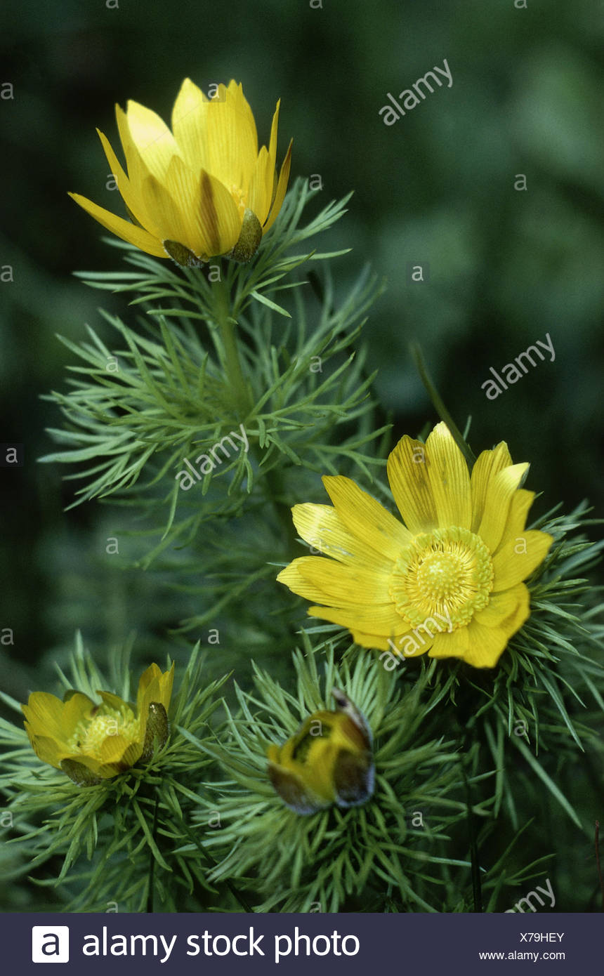 Inflorescence Capitulum Stock Photos & Inflorescence Capitulum Stock ...