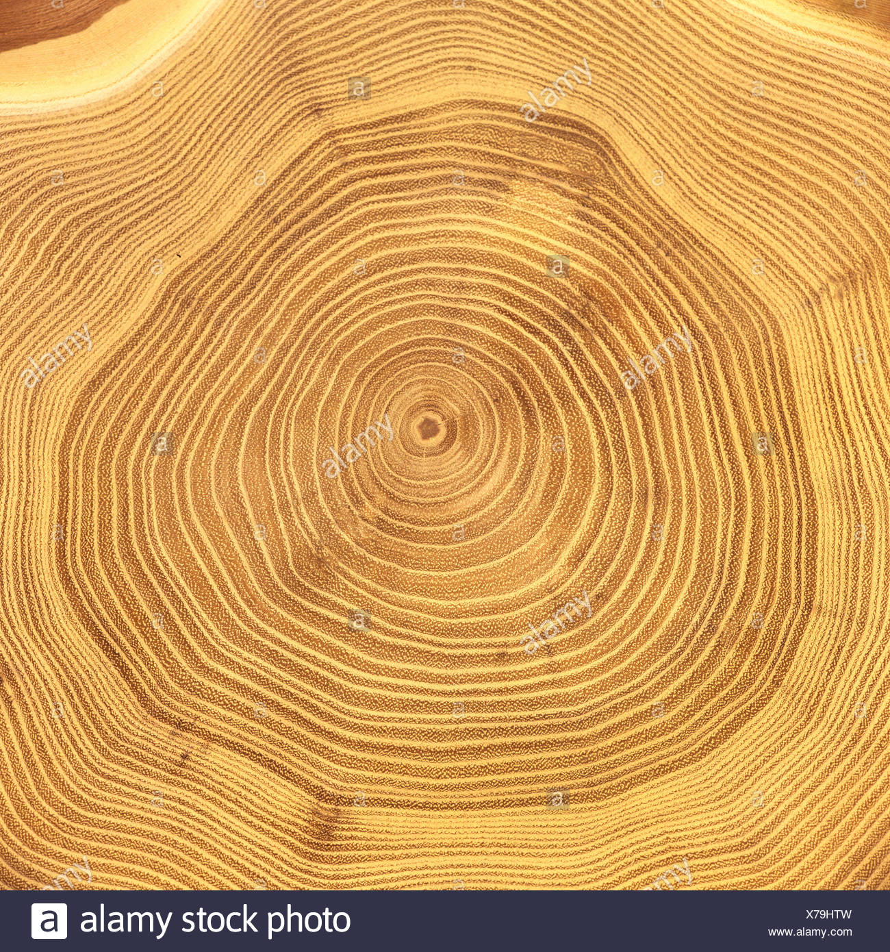 Cross Section Timber Section High Resolution Stock Photography and ...