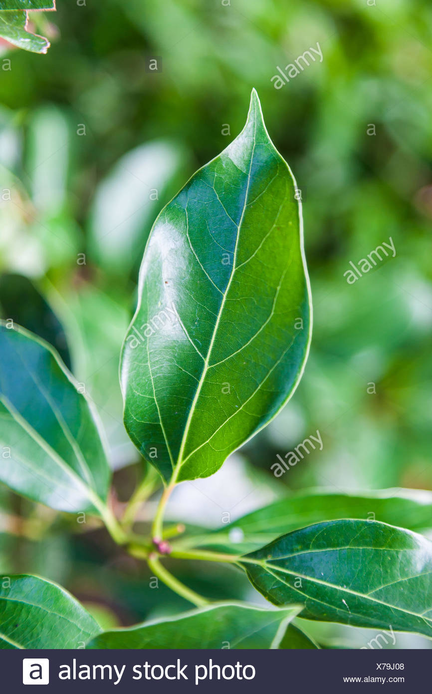 Camphor Medicinal Plant Stock Photos & Camphor Medicinal Plant Stock ...