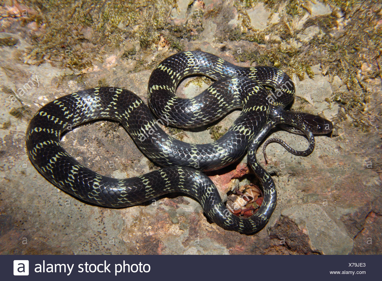 Lycodon Aulicus Stock Photos & Lycodon Aulicus Stock Images - Alamy