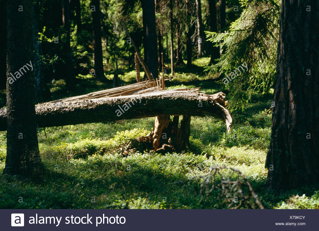 Fallen Logs Stock Photos & Fallen Logs Stock Images - Alamy
