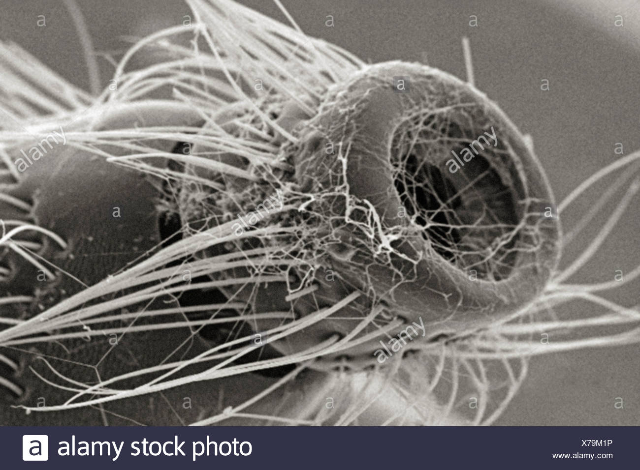 Insect Antenna Sem Stock Photos & Insect Antenna Sem Stock Images - Alamy