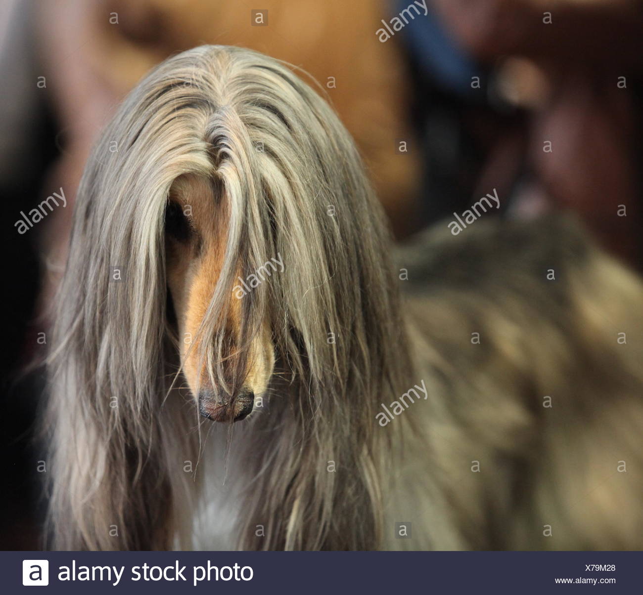 Afghan Hound Hair Stock Photos & Afghan Hound Hair Stock Images - Alamy