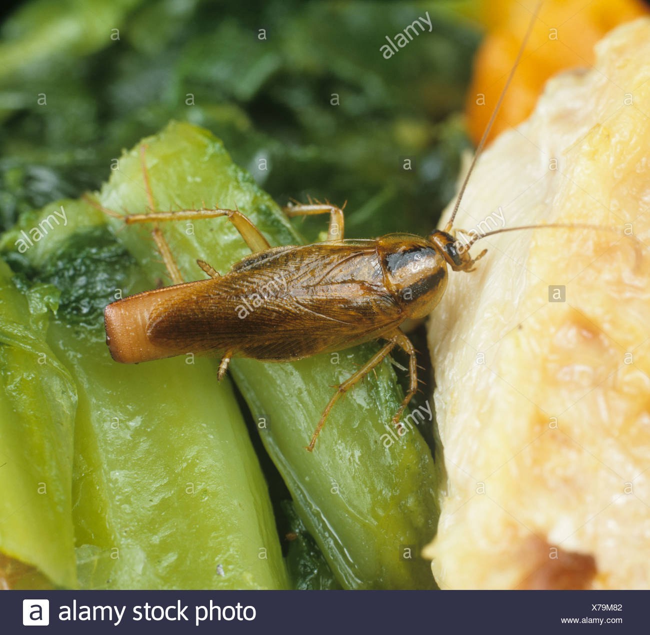 Cockroach Food High Resolution Stock Photography and Images - Alamy