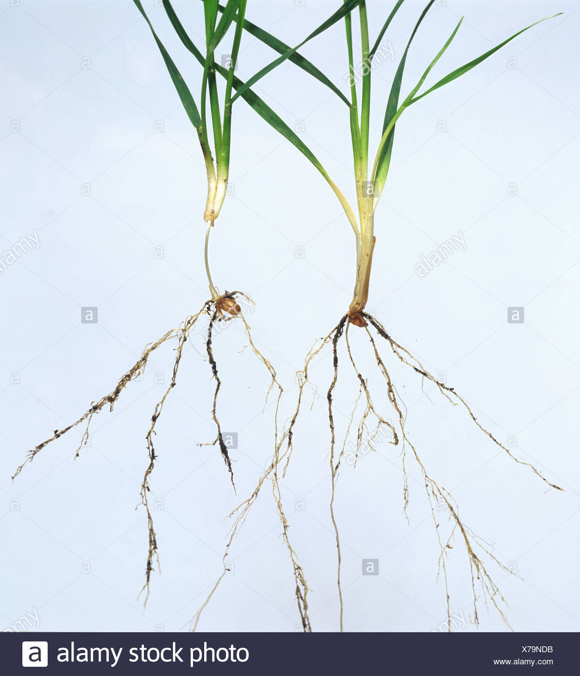 Wheat Roots Stock Photos & Wheat Roots Stock Images - Alamy