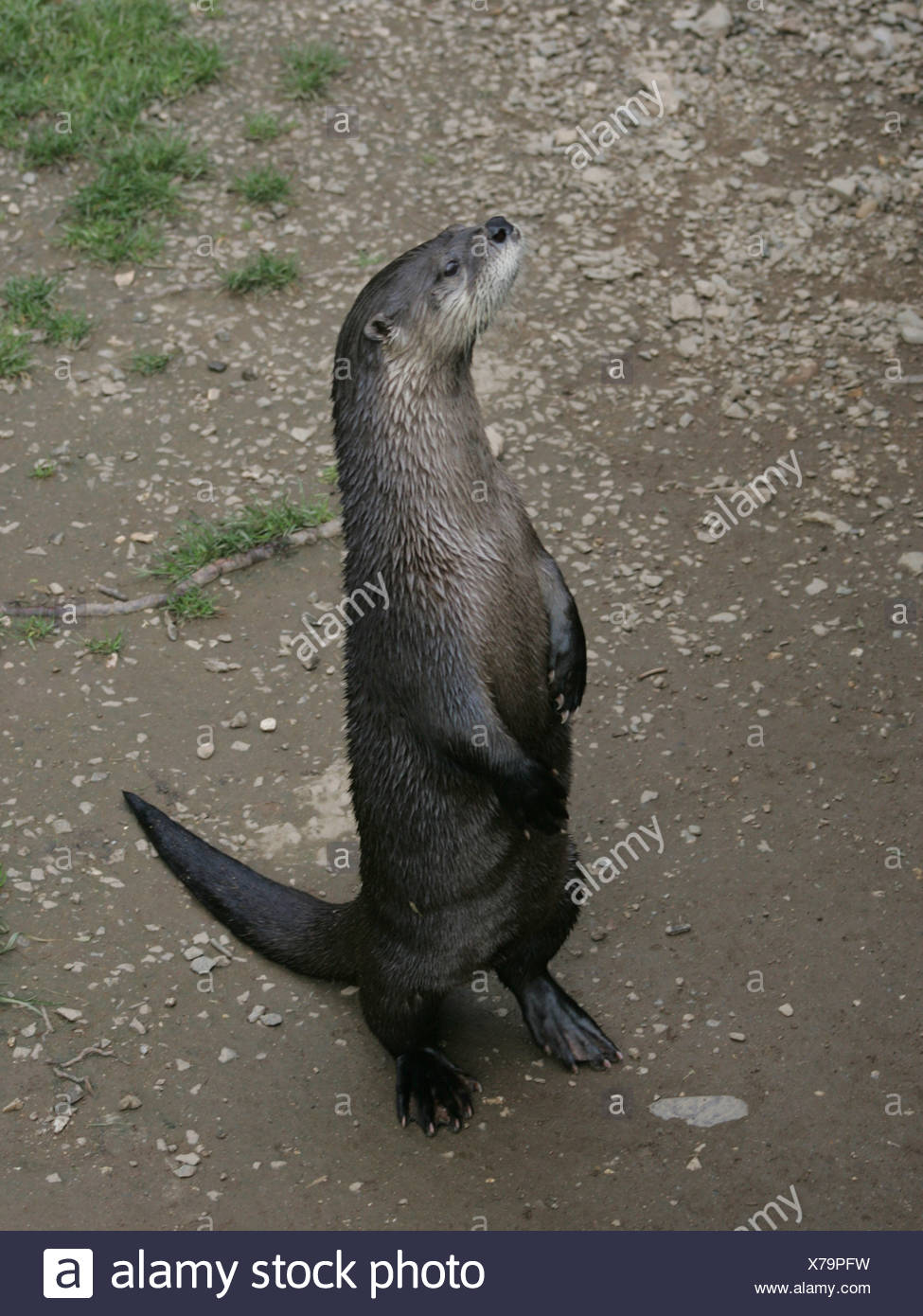 Otter Standing On Hind Legs High Resolution Stock Photography and ...