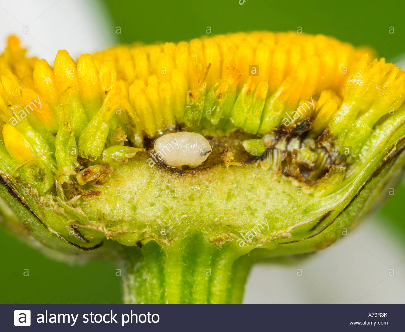 Tubular Sections High Resolution Stock Photography and Images - Alamy