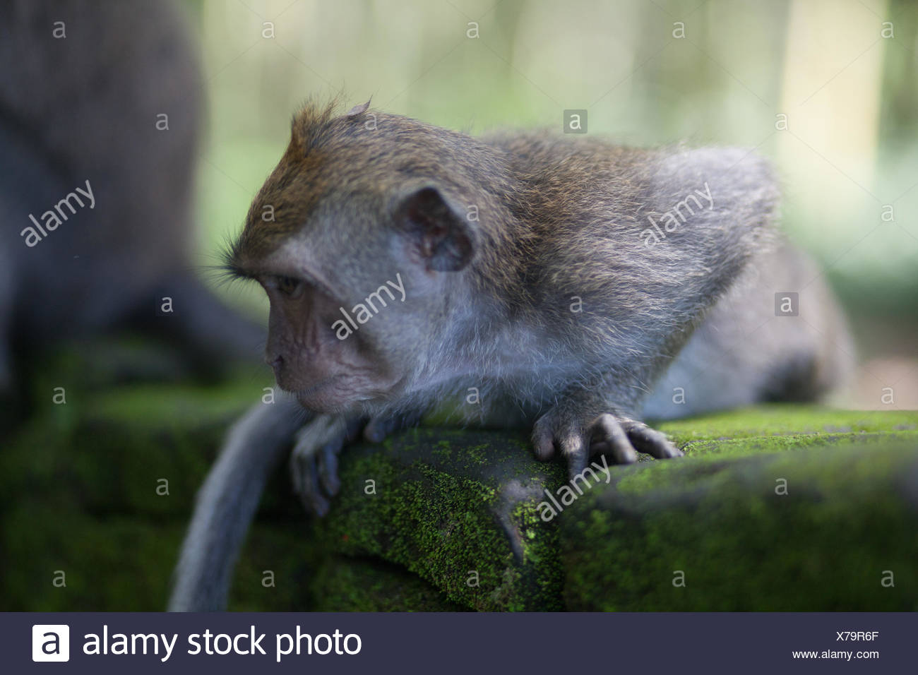 Moss Wall High Resolution Stock Photography and Images - Alamy