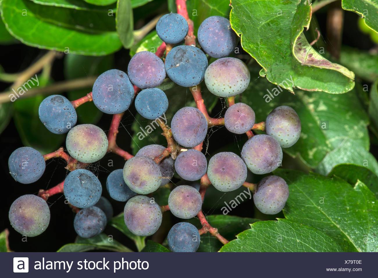 Virginia Creeper Berry Stock Photos & Virginia Creeper Berry Stock ...