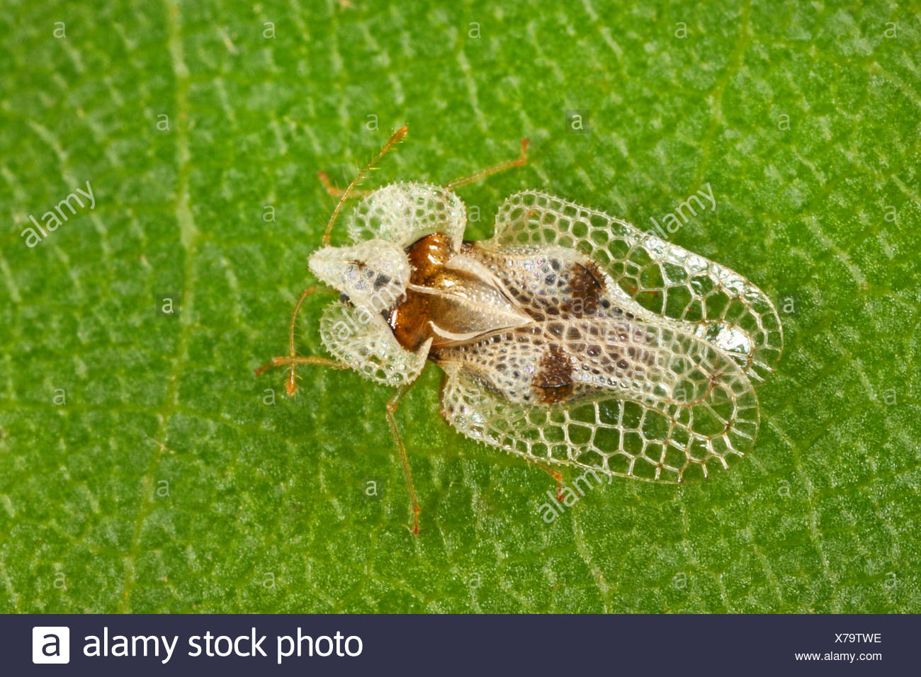 Sycamore Leaf Closeup High Resolution Stock Photography and Images - Alamy
