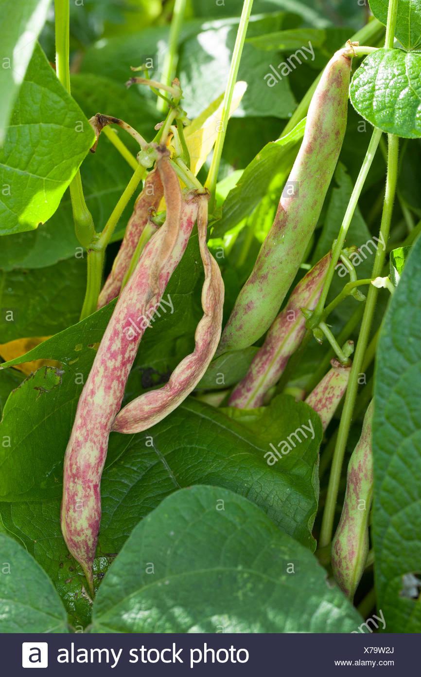 Phaseolus Vulgaris Stock Photos & Phaseolus Vulgaris Stock Images - Alamy