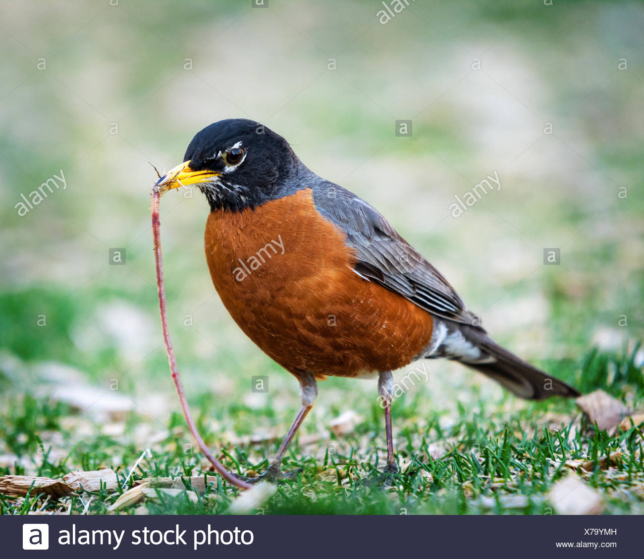 Bird With Worm In Beak High Resolution Stock Photography and Images - Alamy