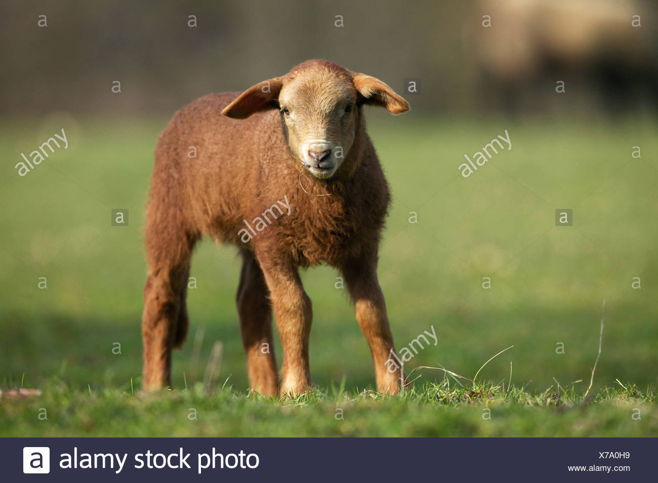 Argali Sheep Stock Photos & Argali Sheep Stock Images - Alamy