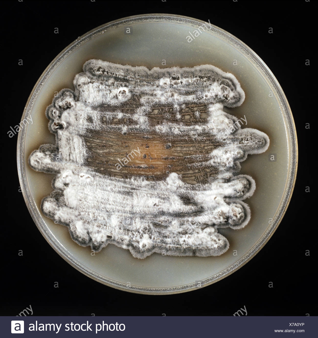 Septoria Leaf Blotch High Resolution Stock Photography and Images - Alamy