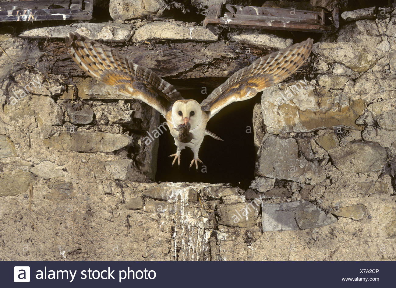 Barn Owl Carrying Prey High Resolution Stock Photography and Images - Alamy