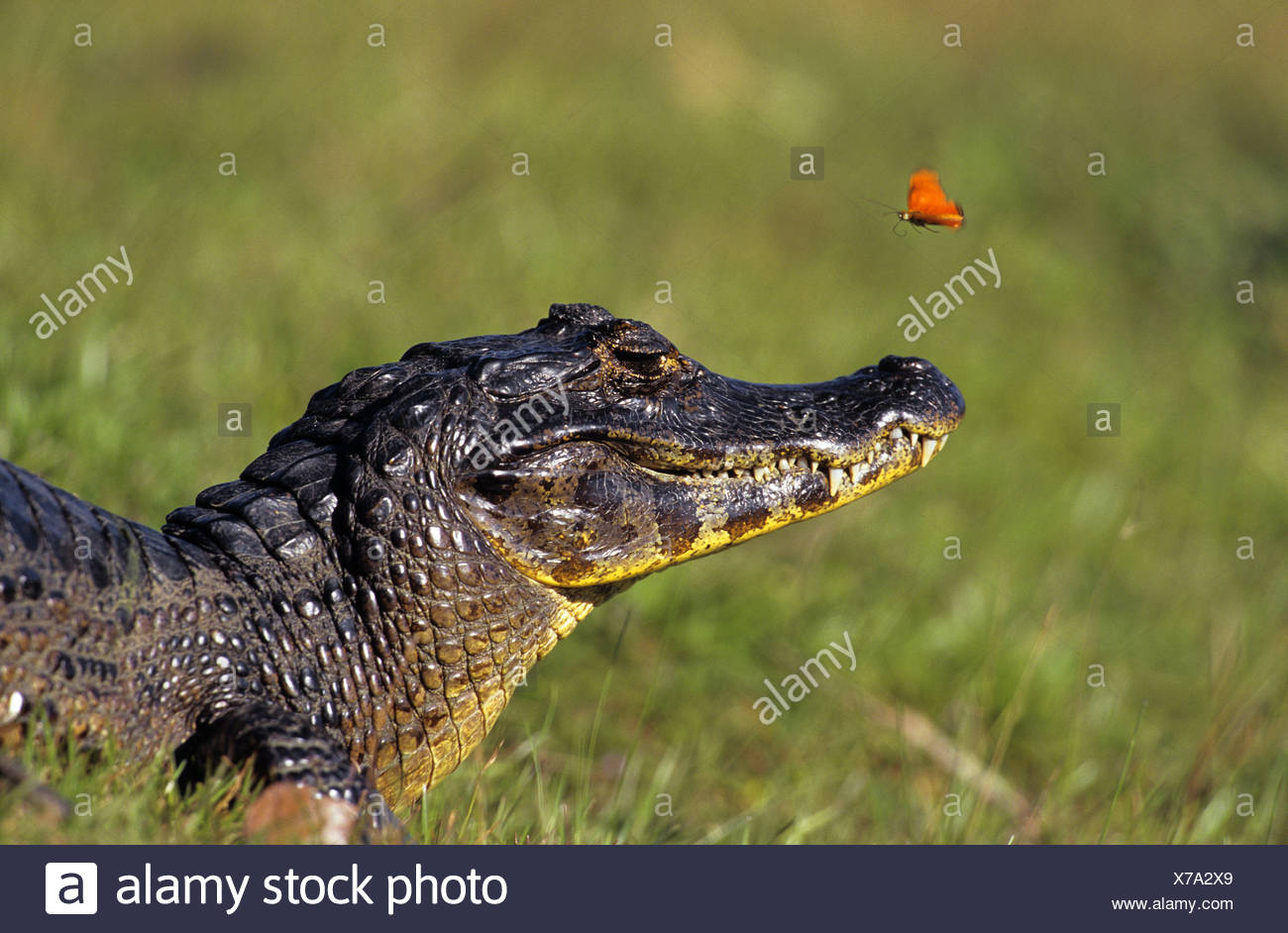 Butterfly Crocodile Stock Photos & Butterfly Crocodile Stock Images - Alamy