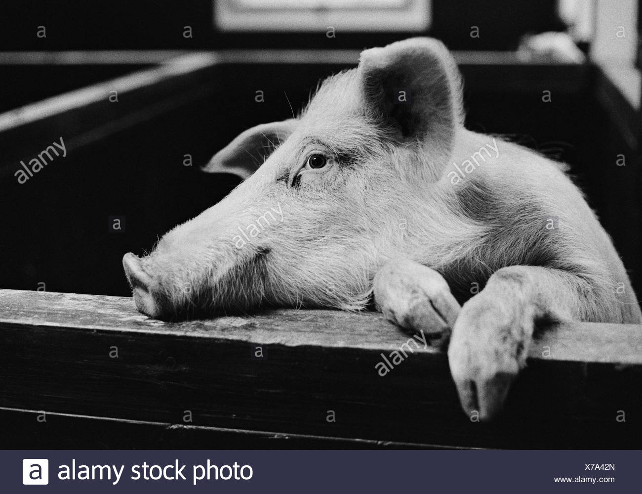 Pigsty High Resolution Stock Photography and Images - Alamy