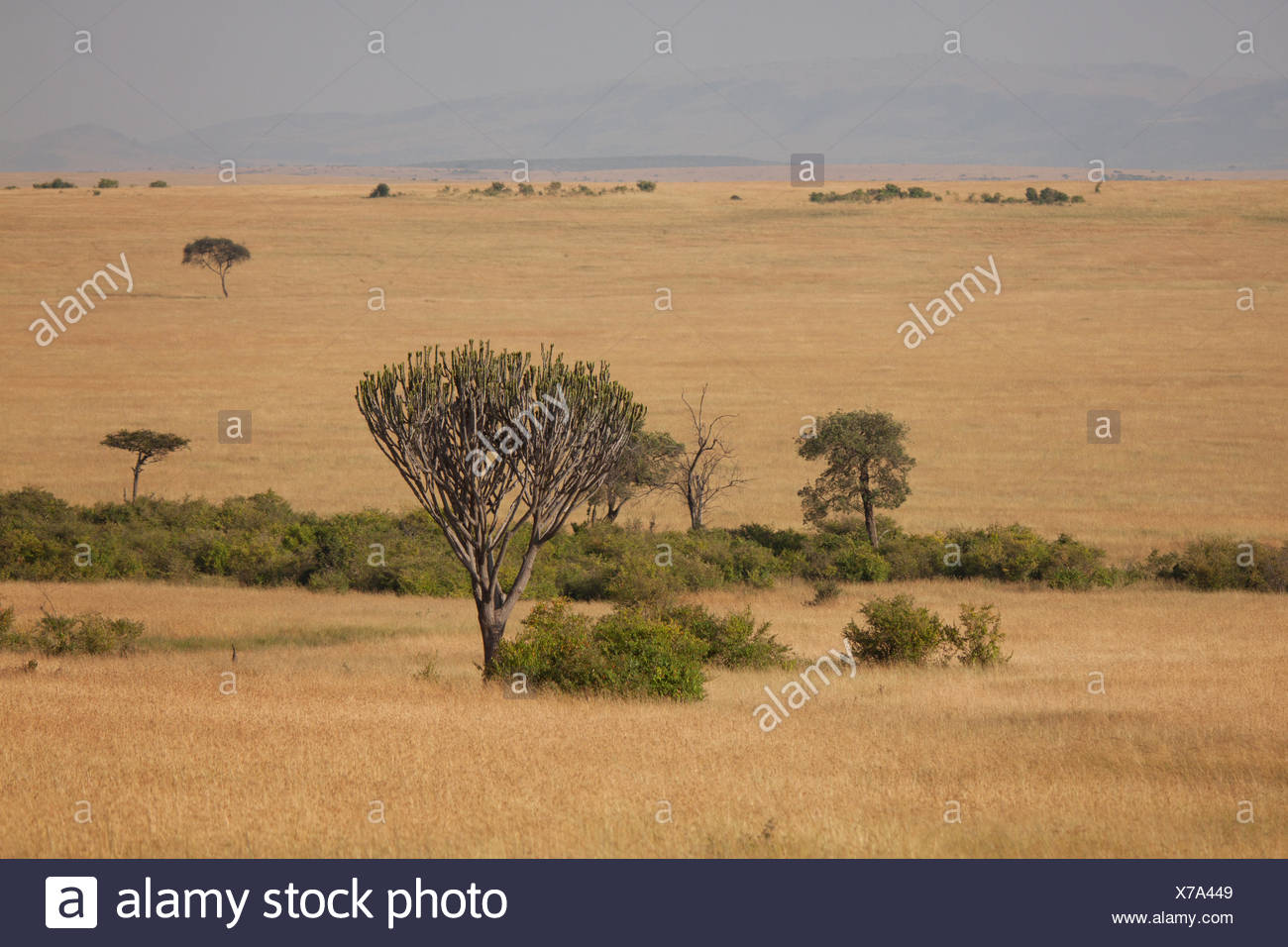 African Savanna Trees And Grass High Resolution Stock Photography and ...