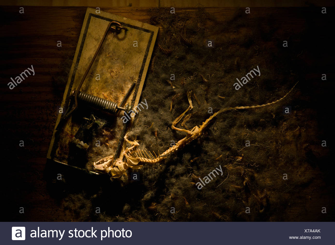 Mouse Skeleton High Resolution Stock Photography and Images - Alamy