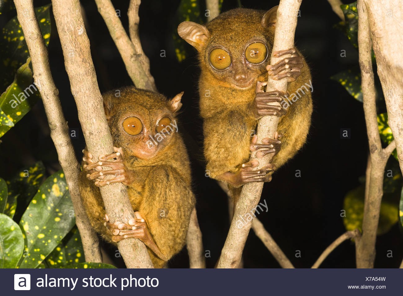 Tarsius Syrichta High Resolution Stock Photography and Images - Alamy