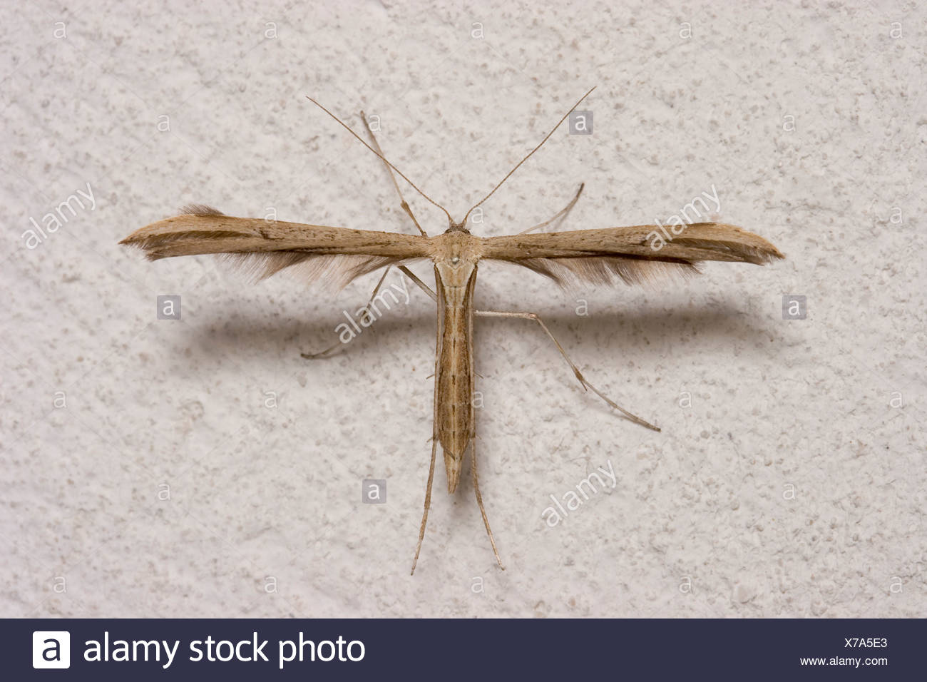 Common Plume Moth High Resolution Stock Photography and Images - Alamy