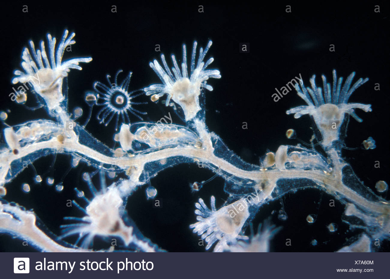 Obelia High Resolution Stock Photography and Images - Alamy