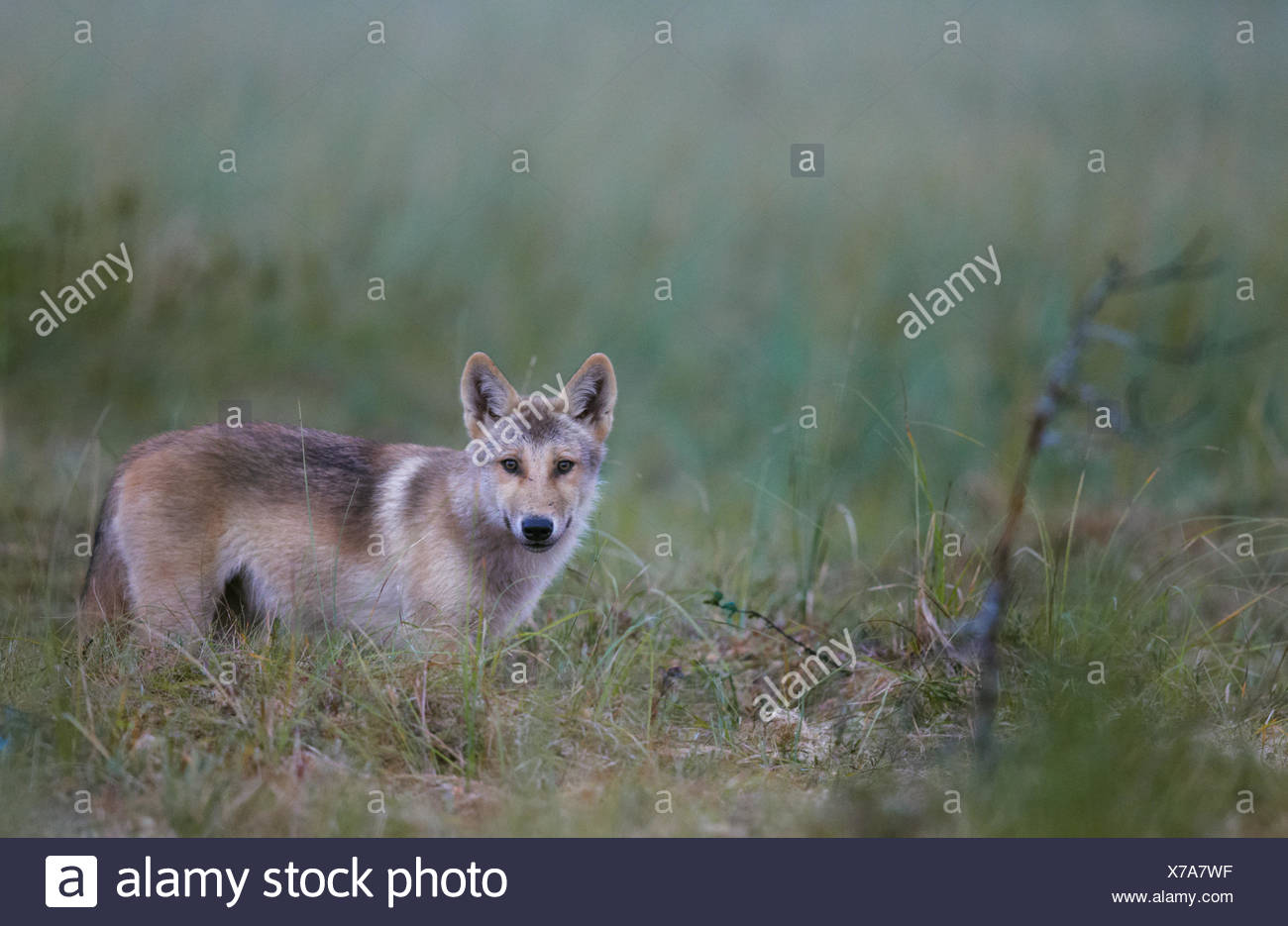 Grey Wolf Cub High Resolution Stock Photography and Images - Alamy